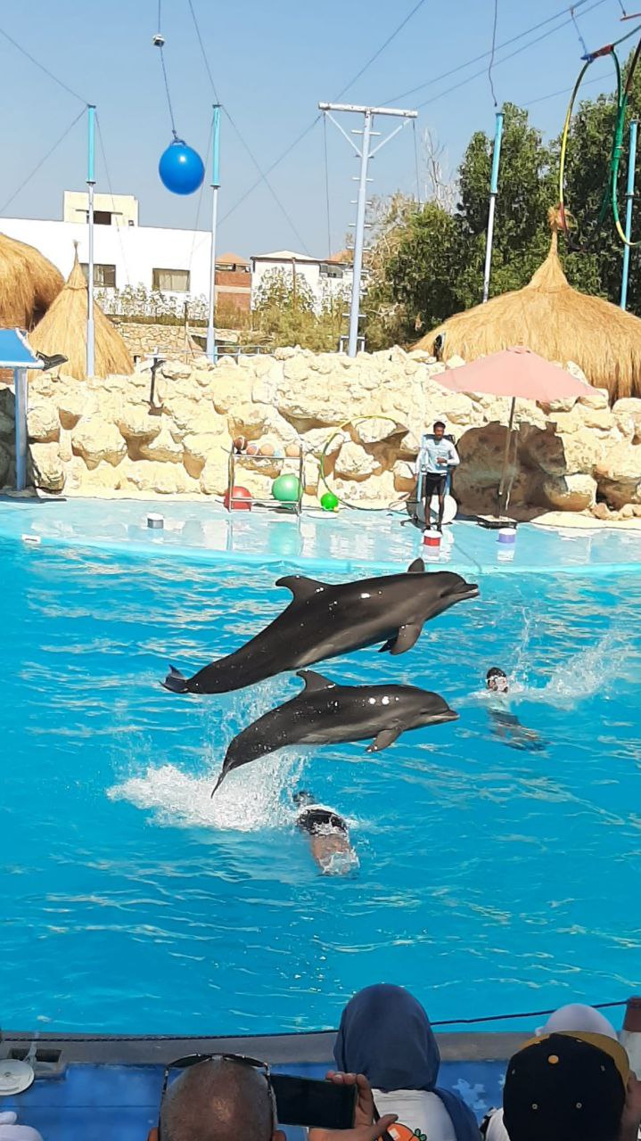 DOLPHIN SHOW Hurghada - SinbadTour
